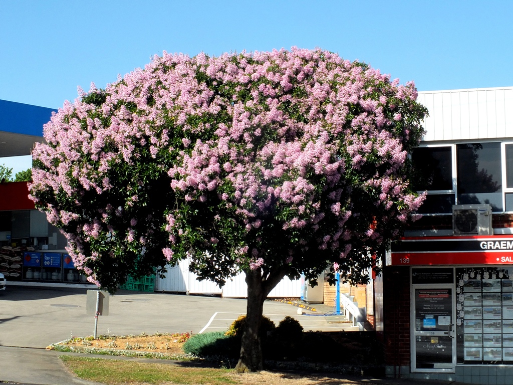 Friends of Drouin's Trees: Cape Chestnut