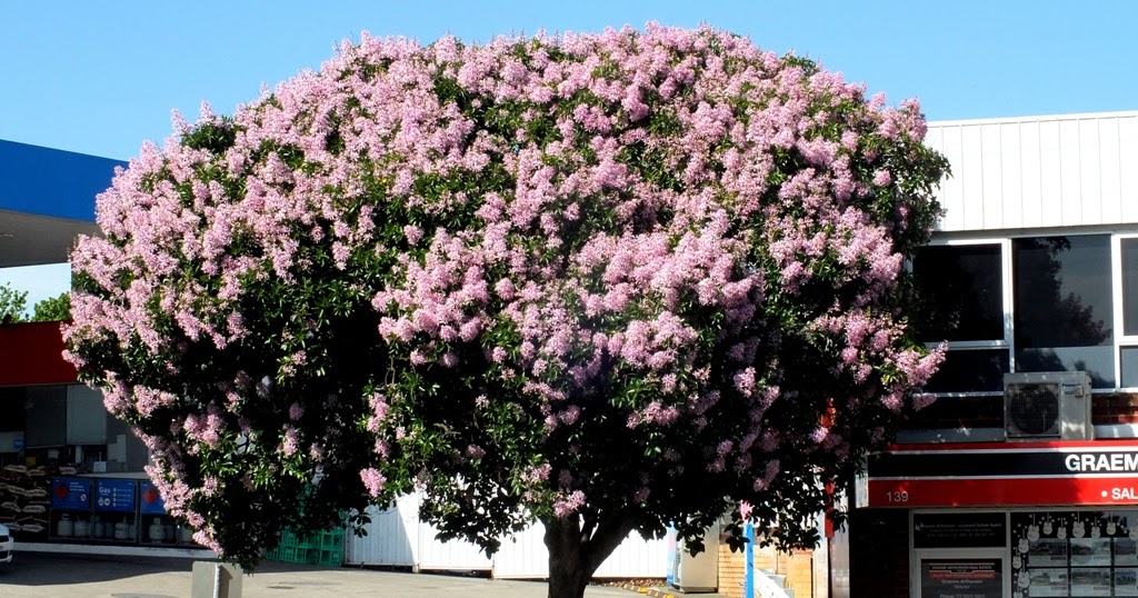 Friends of Drouin's Trees: Cape Chestnut