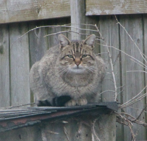 Cherry Street Cats: The cats of DD