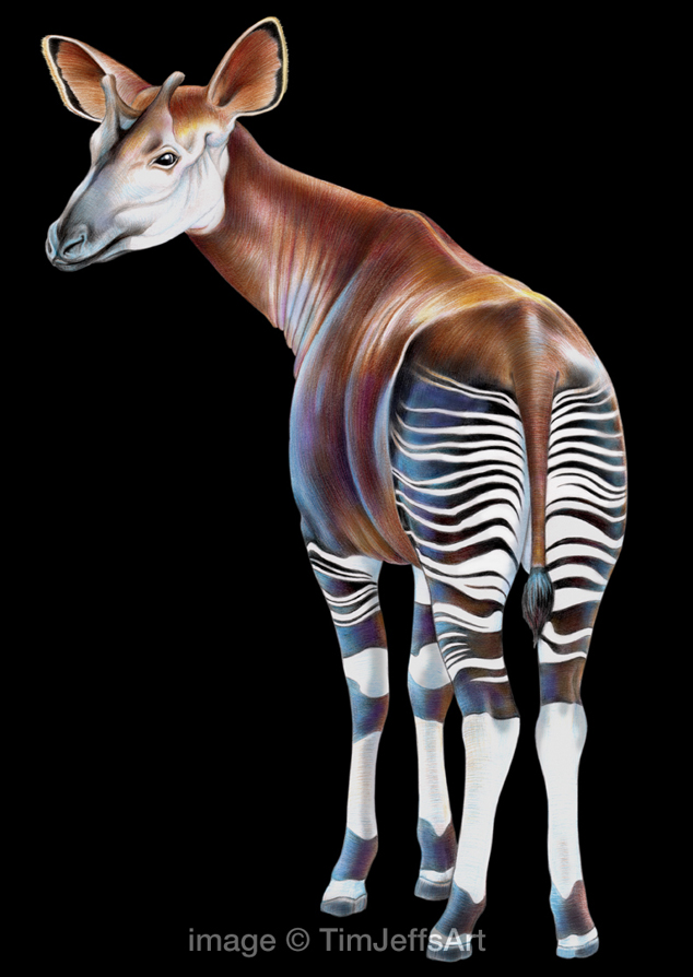 Tim Jeffs Art: Color Drawings