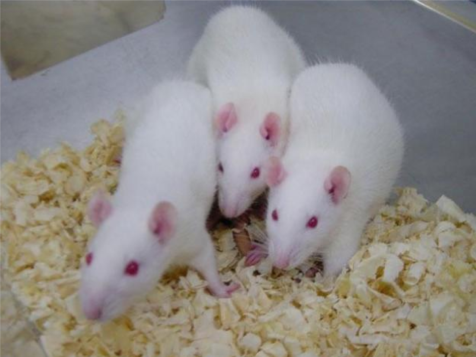 @RROBA @NIMAL: ANIMAIS DE BIOTÉRIO