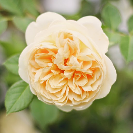 VW Garden: English Roses Blooming in Yellow, Peach and White