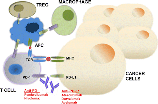 Biomedical sciences and pharmacology: Atezolizumab Gives Hope to Triple ...