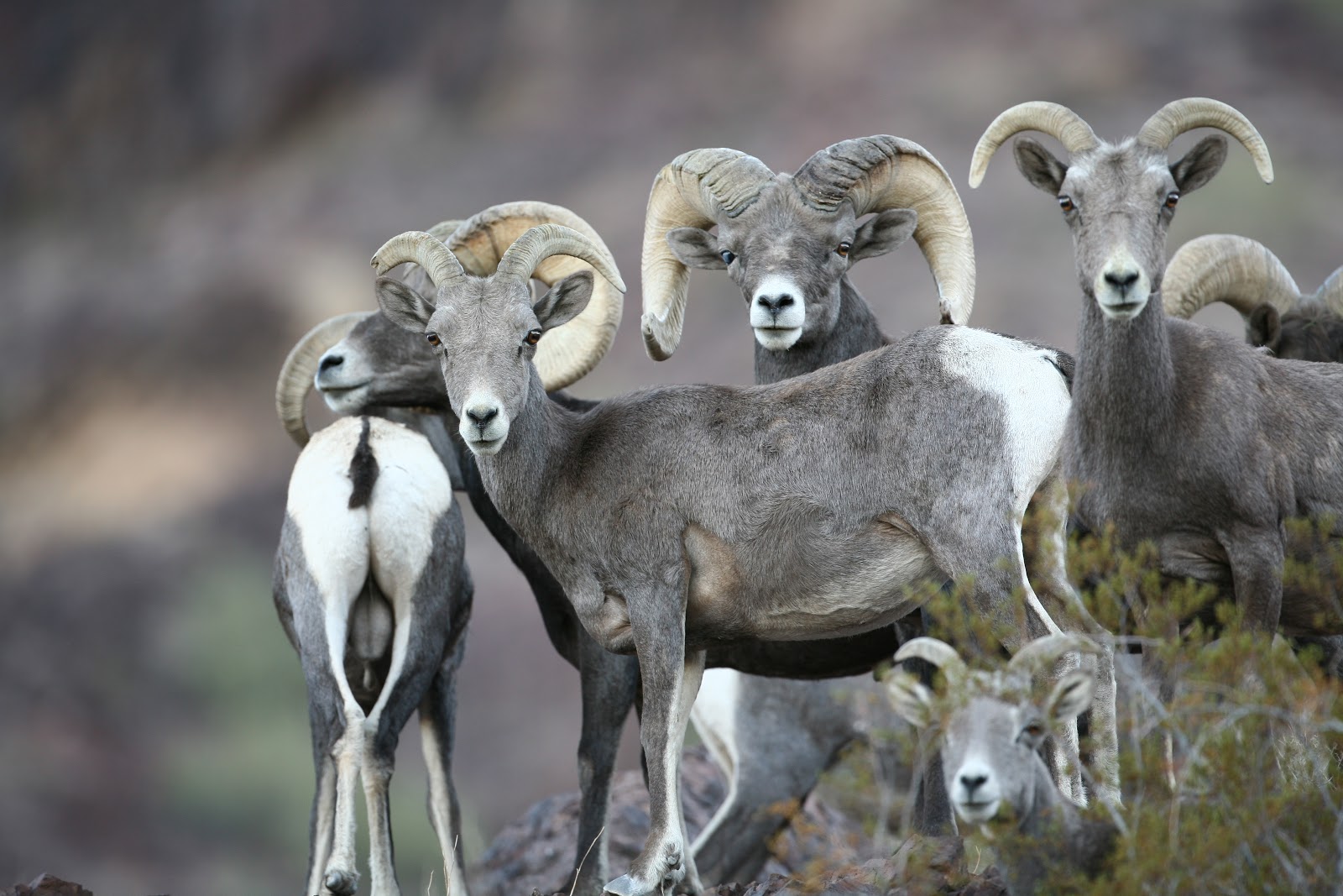 Brutus the Blue Eyed Ram - Jay Scott Outdoors/Colburn and Scott ...