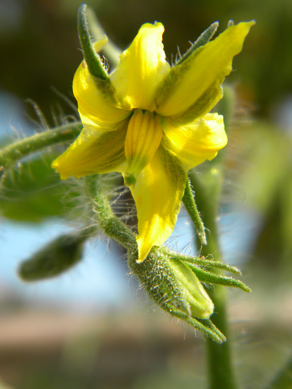 El Huerto de Tatay: Las primeras flores de tomate