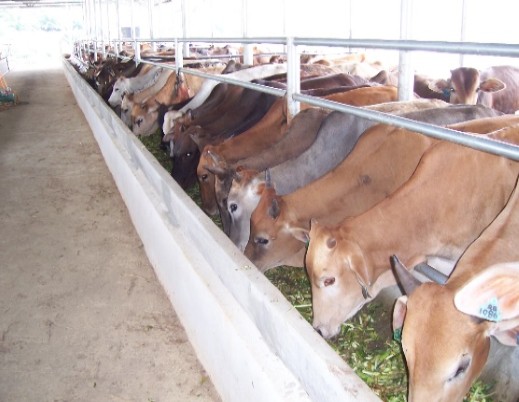 MH MERANTIFARM ENTERPRISE: Laman Utama