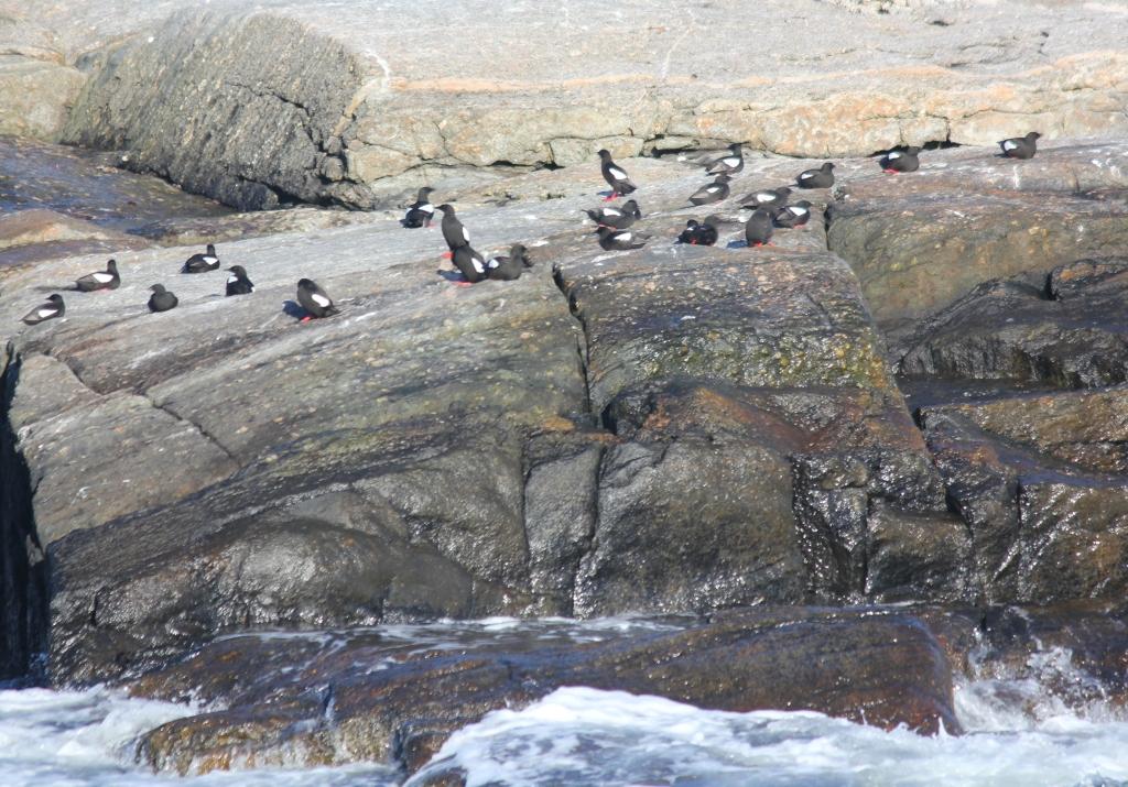 White Cedar Inn Today: Puffin Watch Cruise