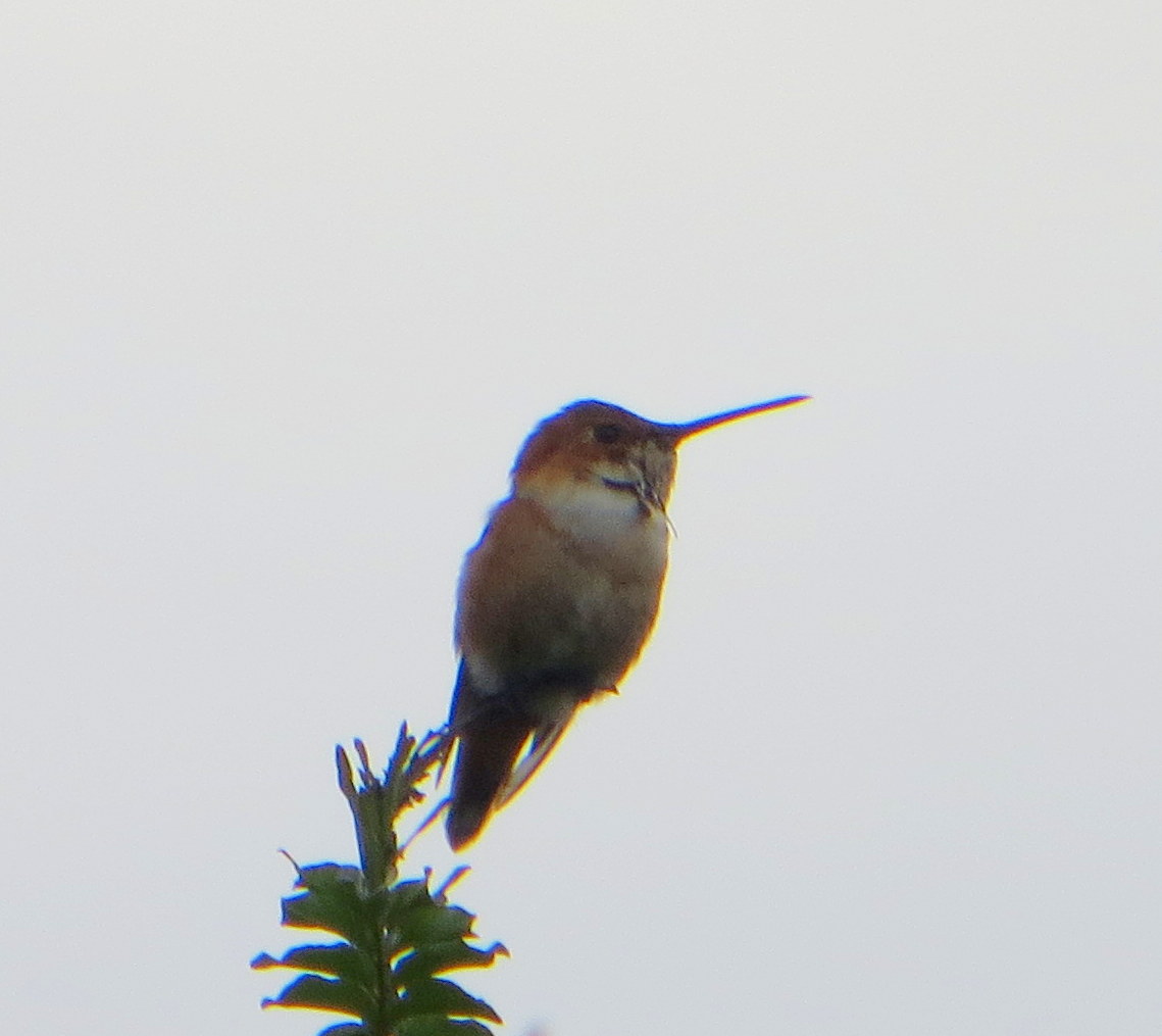 ICABird: Valentine's Birds and a Hunting Hummingbird
