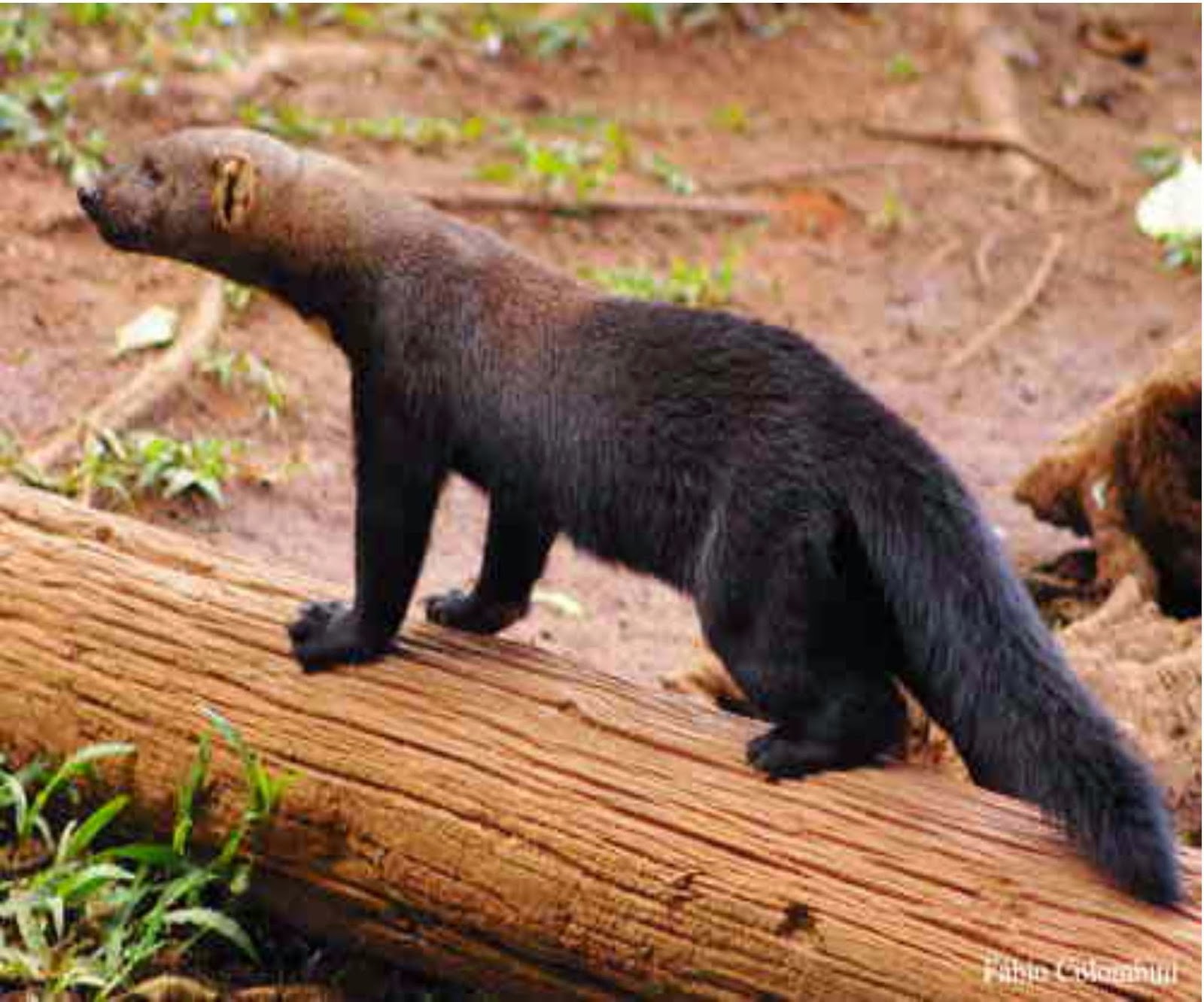 Biodiversidad de Cartagena del Chairá: Biodiversidad Cartagena del Chairá