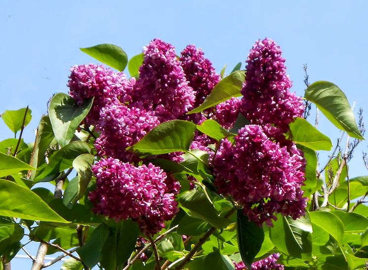 My Virtual Garden 2: June 2015