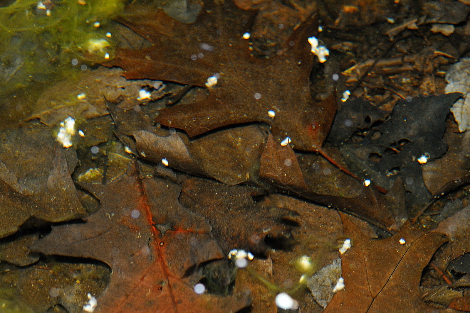 The Salamander Blog: The Adult Salamanders During Migration