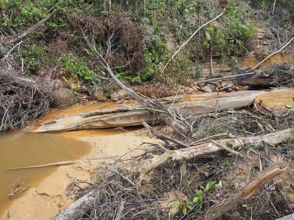 The rainforests of Borneo & Southeast Asia: The destroyed jungle near ...