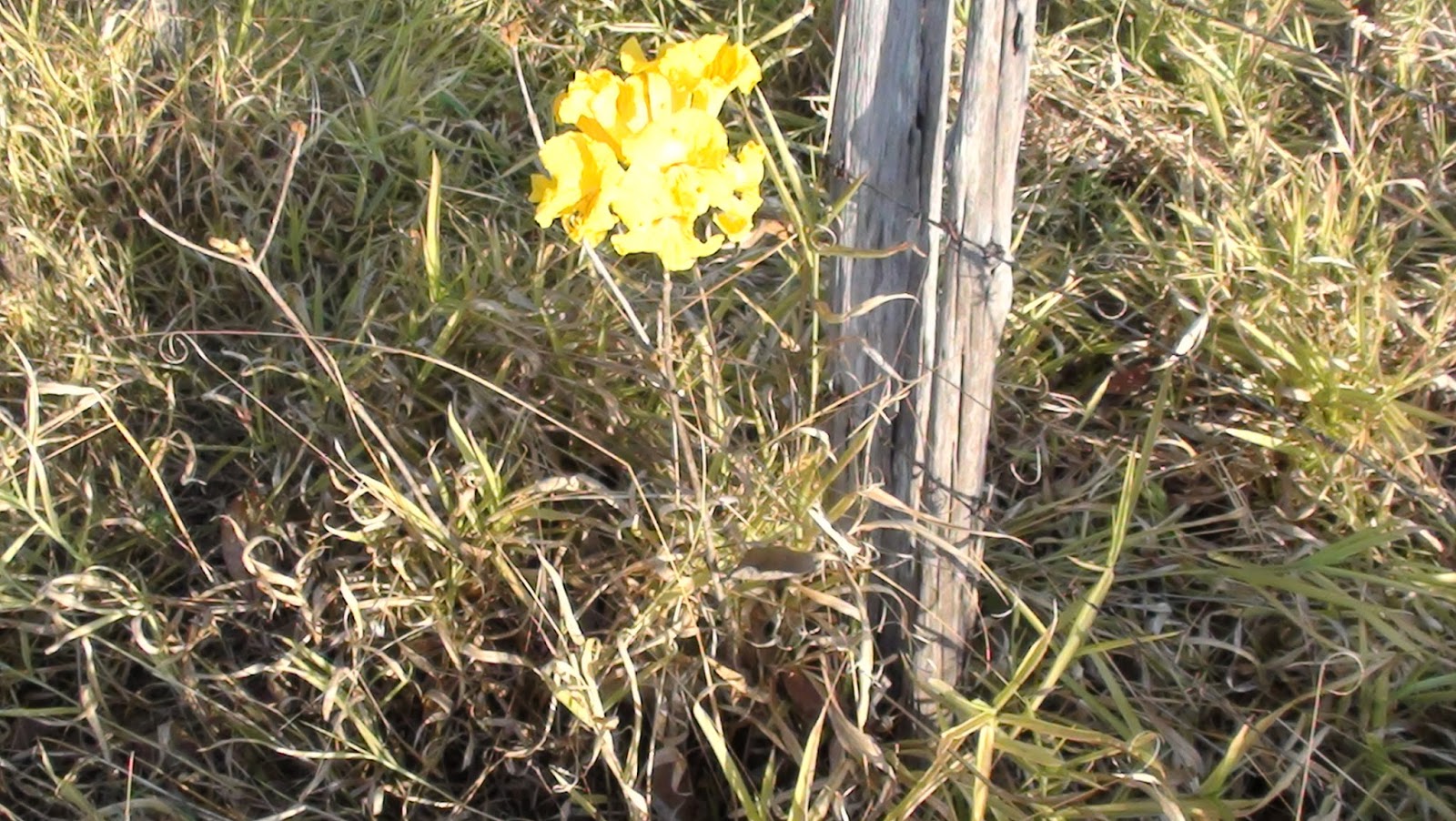 Flores, frutos e aves de Brasília e do Cerrado: A SURPREENDENTE ...