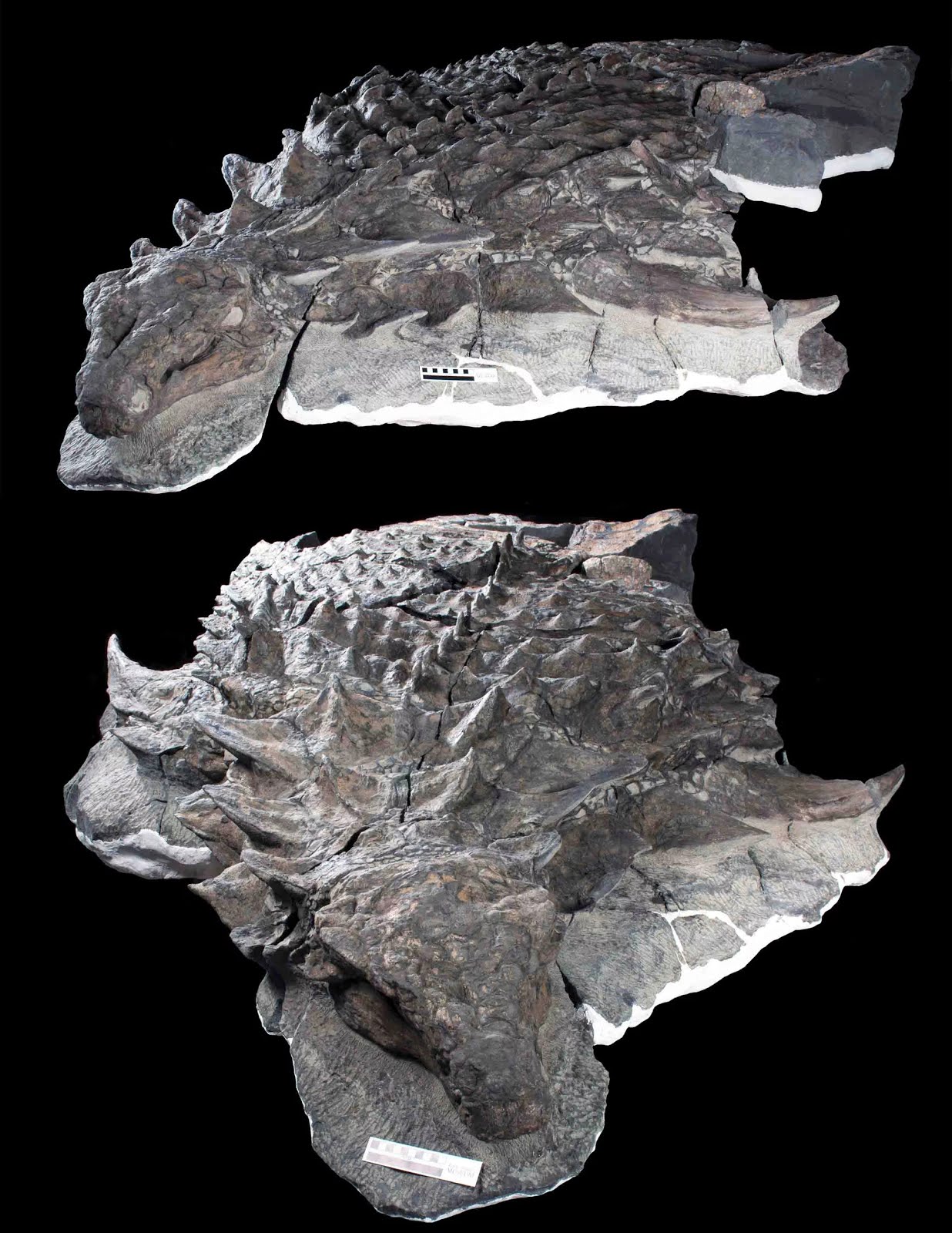 Species New to Science: [Paleontology • 2017] Borealopelta ...