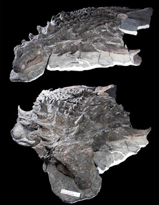 Species New to Science: [Paleontology • 2017] Borealopelta ...