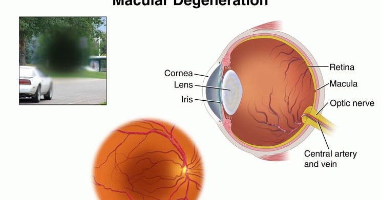Researchers Report Breakthrough in the Prevention of Age-Related ...