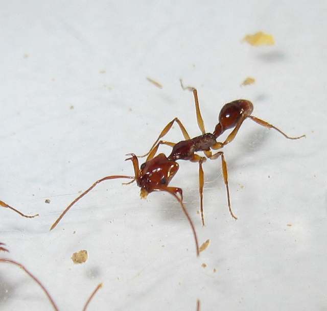 Photos and Info on Ants and Termites of Malaysia: Anochetus