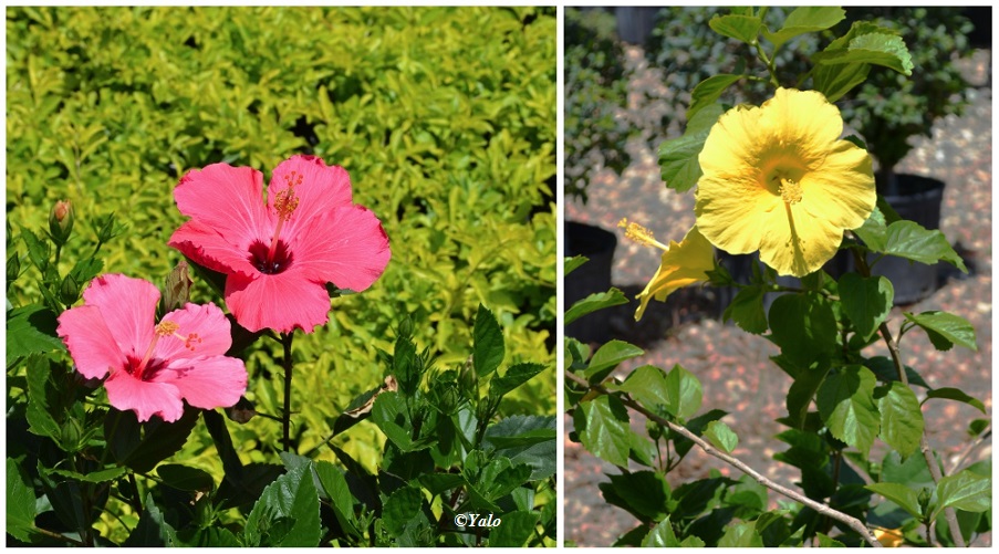 Ningún lugar está lejos... en RD: Lindas cayenas (2)