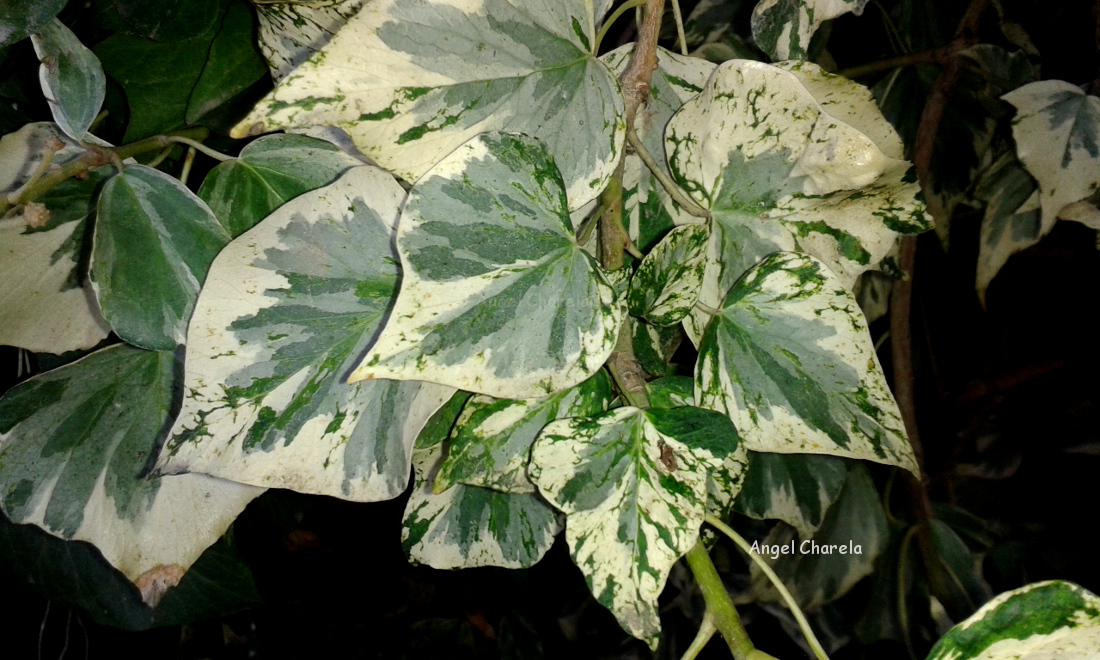 Flora medicinal, alimenticia y artesanal de la Ribera Navarra: Hedera ...