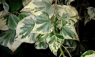 Flora medicinal, alimenticia y artesanal de la Ribera Navarra: marzo 2016