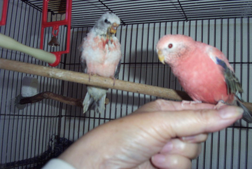 The Splendid Bourke Bird Blog: Bourke Parakeet Baby Updates