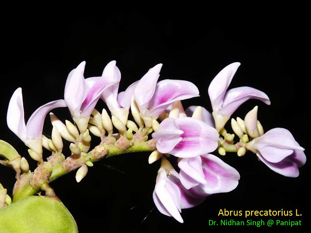 Medicinal Plants: Abrus precatorius