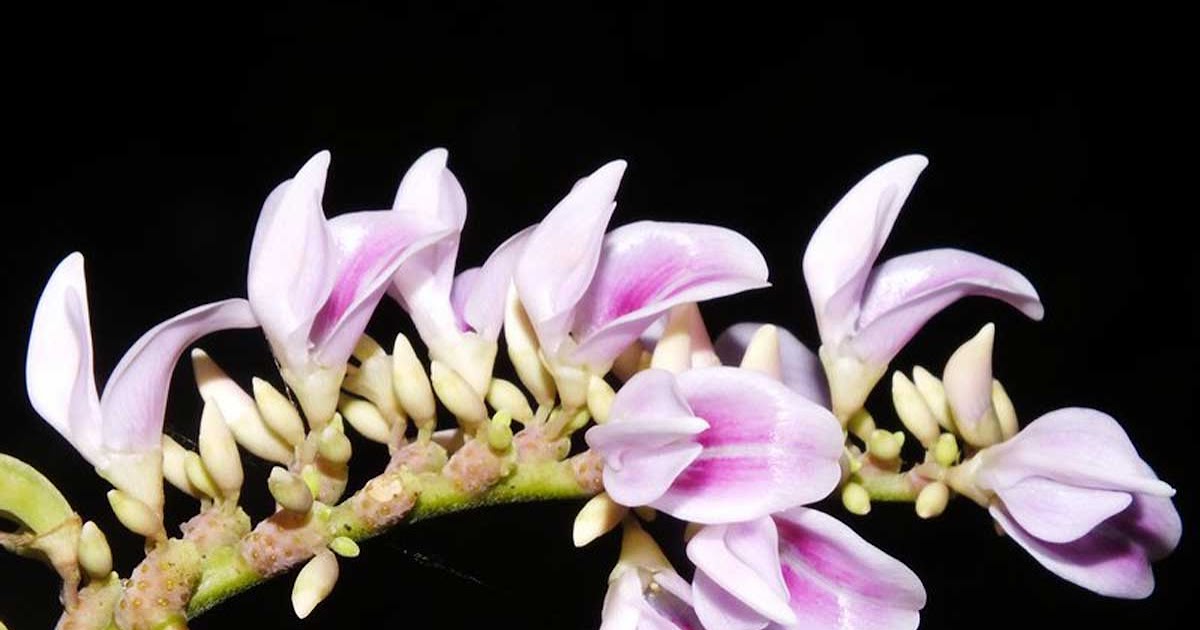 Medicinal Plants: Abrus precatorius, Coral, Gunja, Guruvinda, Gundumani ...