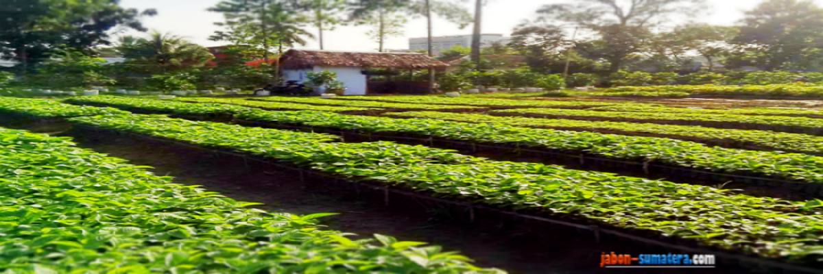 JABON SUMUT: BUDIDAYA POHON JABON YANG BENAR