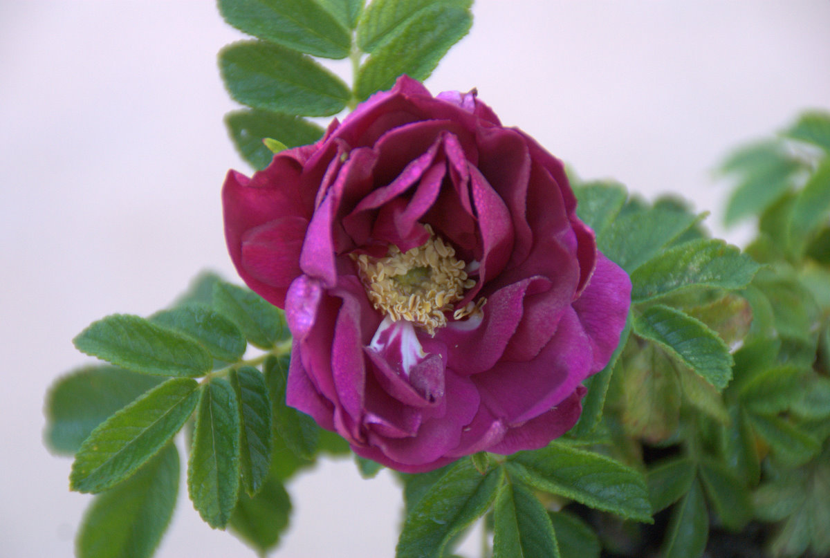 Organic Garden Dreams: March Roses