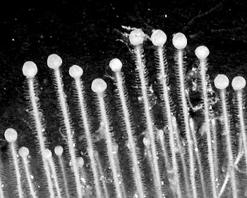 bioloblog: DRAPIEŻNA HARFA