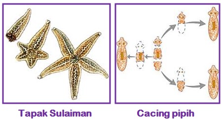 Sains & Pembiakan: Pembiakan Aseks