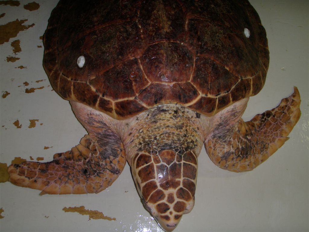 Sea Turtle Hospital: My, what beautiful skin you have!