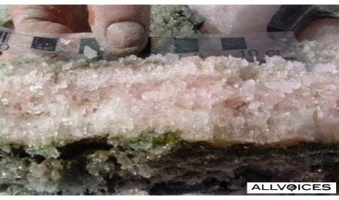 The oldest living organism was a 250 million year old bacterium ...