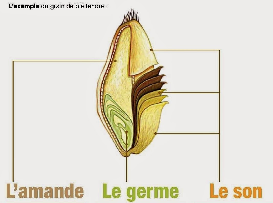 The Wandering Girl: Tout savoir sur... les céréales et les graines