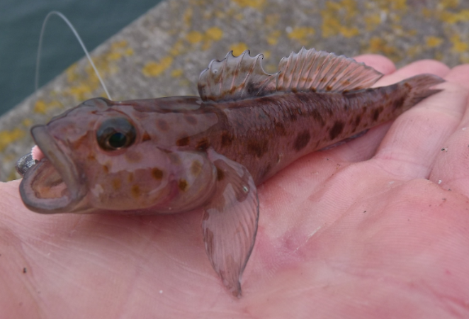 Mission Impossible : To catch 100 species of saltwater fish from ...