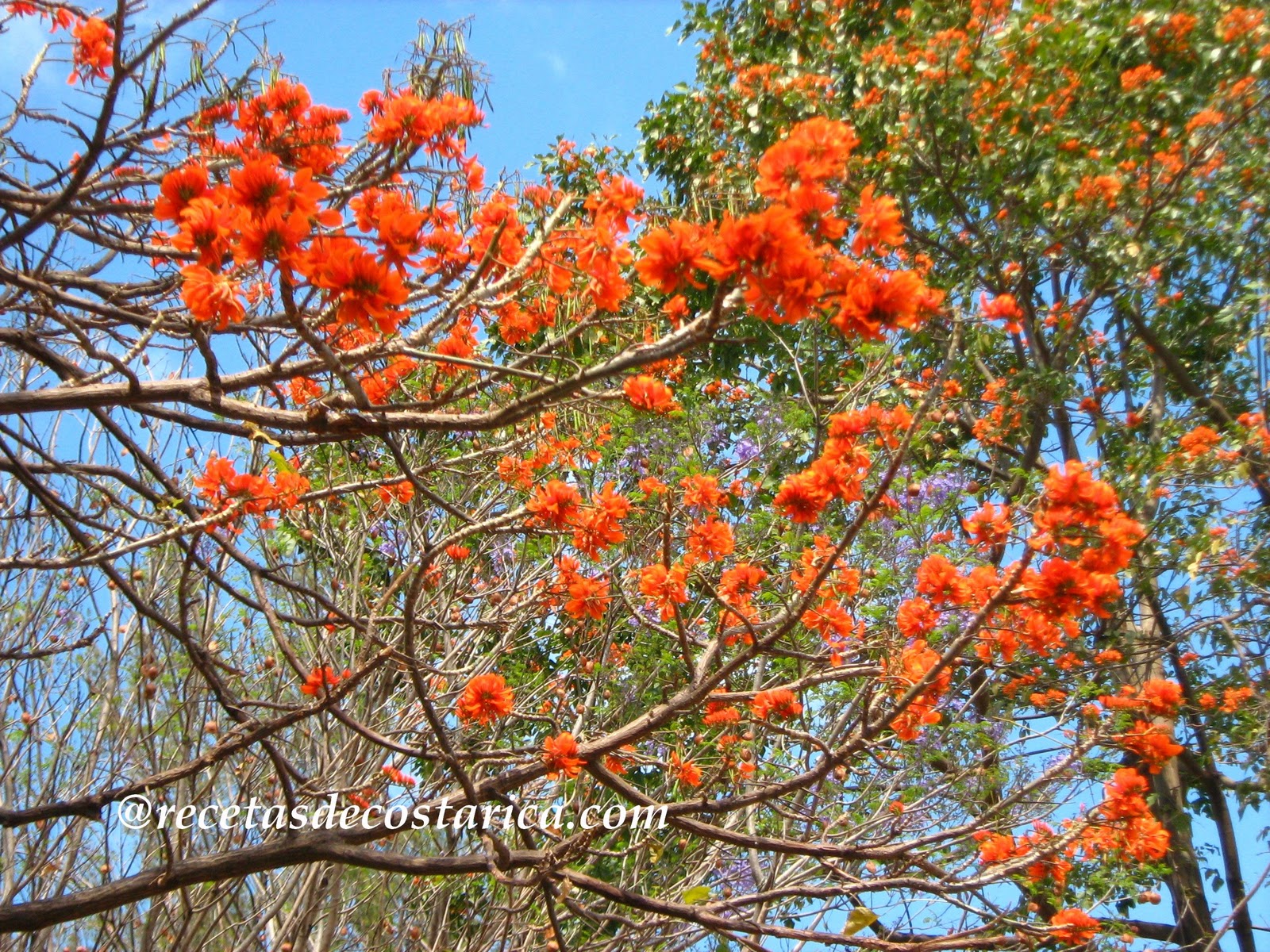 Cocina Costarricense: gallinitas, flores de poró