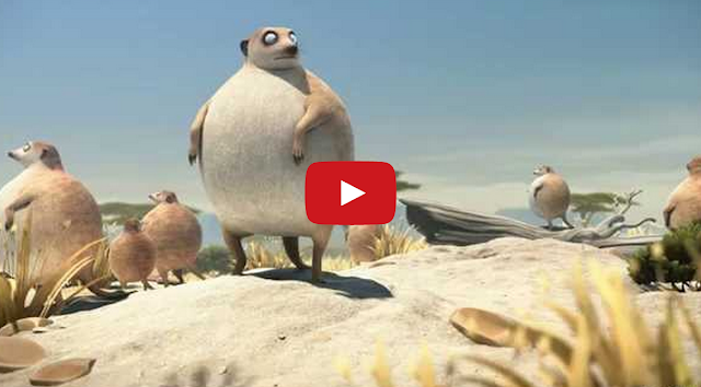 Rollin' Safari: Meerkats