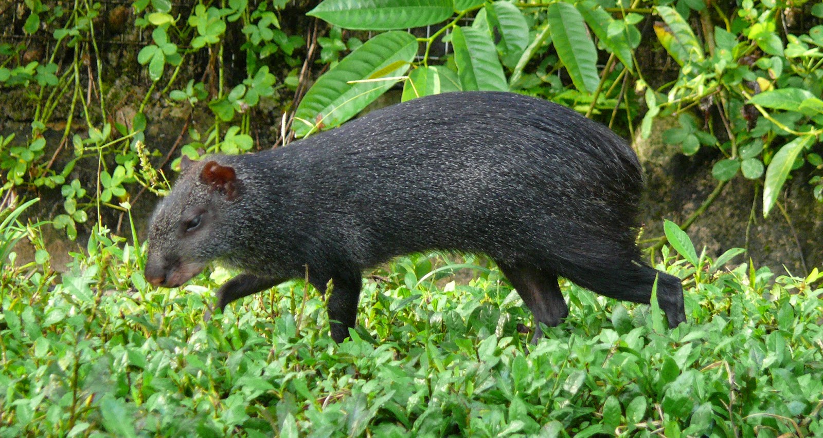 TAPIRS: The Tapir Preservation Fund (TPF): The New Pygmy-Tapir - Contributing to a Revaluation ...
