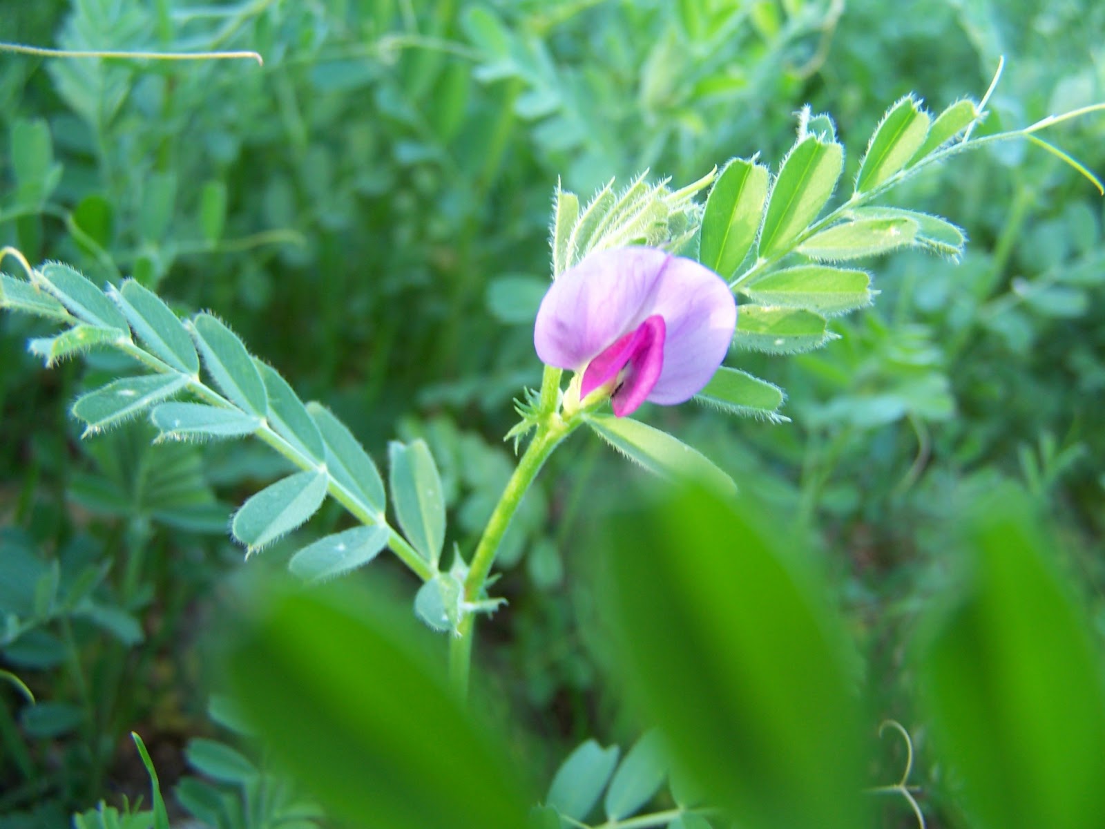 Galefod: Veza. Alberja. Garrobilla.
