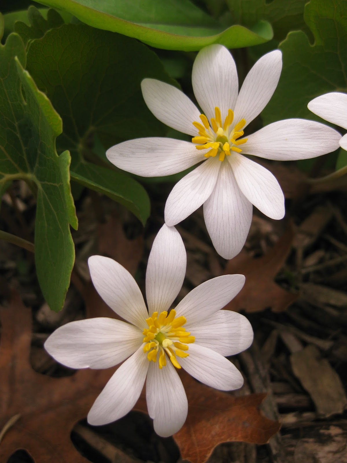 Rotary Botanical Gardens - Hort Blog: Bloodroot (Sanguinaria canadensis)