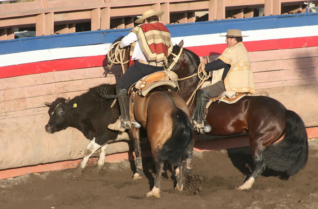 [PRIMER RODEO OFICIAL EN CUREPTO] COMPETENCIA CLASIFICATORIA DEL CLUB ...