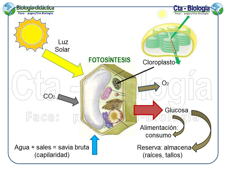 Biología didáctica: NSC 4° - Nutrición Autótrofa, Fotosíntesis.