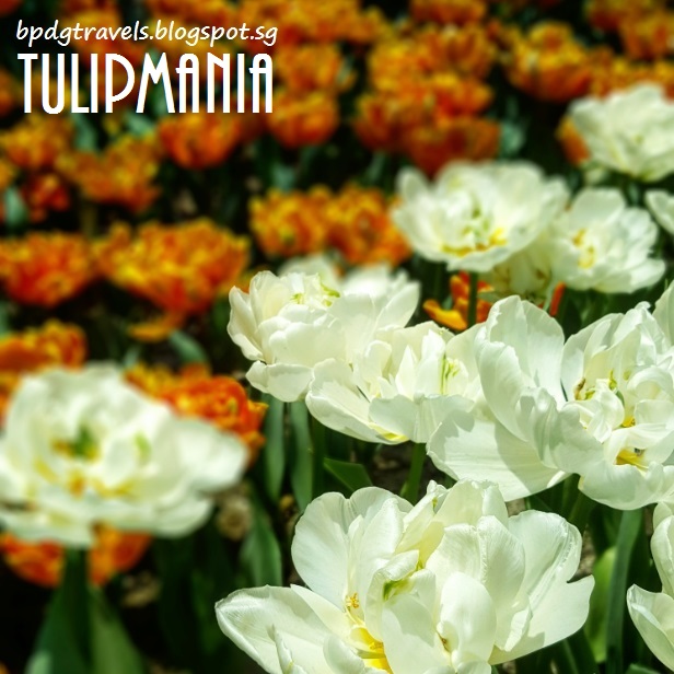 Tulipmania Rediscovered : Ottoman Empire (The Origin of Tulips ...