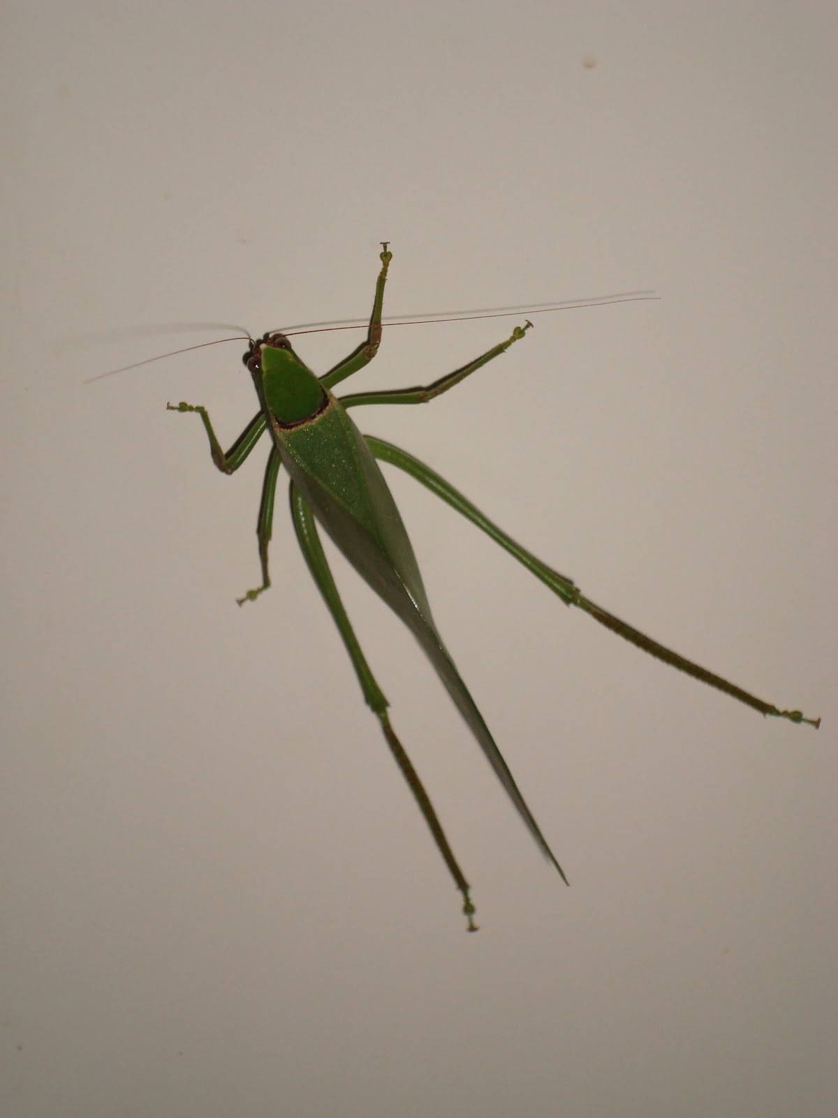 Refeitório Cultural - Imagens: Mundo animal: Bicho Verde...