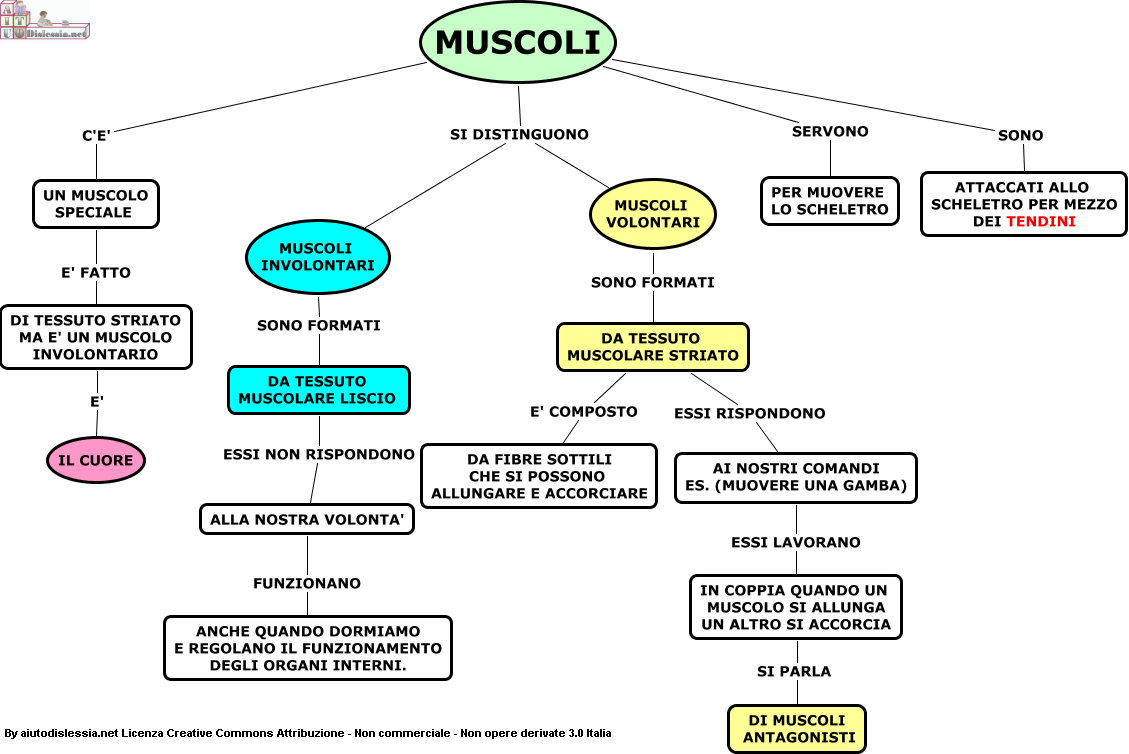 Maestra Alice - L'officina delle idee: L'apparato muscolare