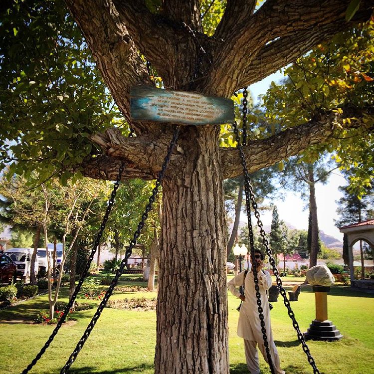 Arrested tree at Landi Kotal