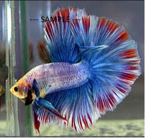 betta: Betta ( siamese fighting fish ) for sale around Petaling Jaya and Klang Valley areas