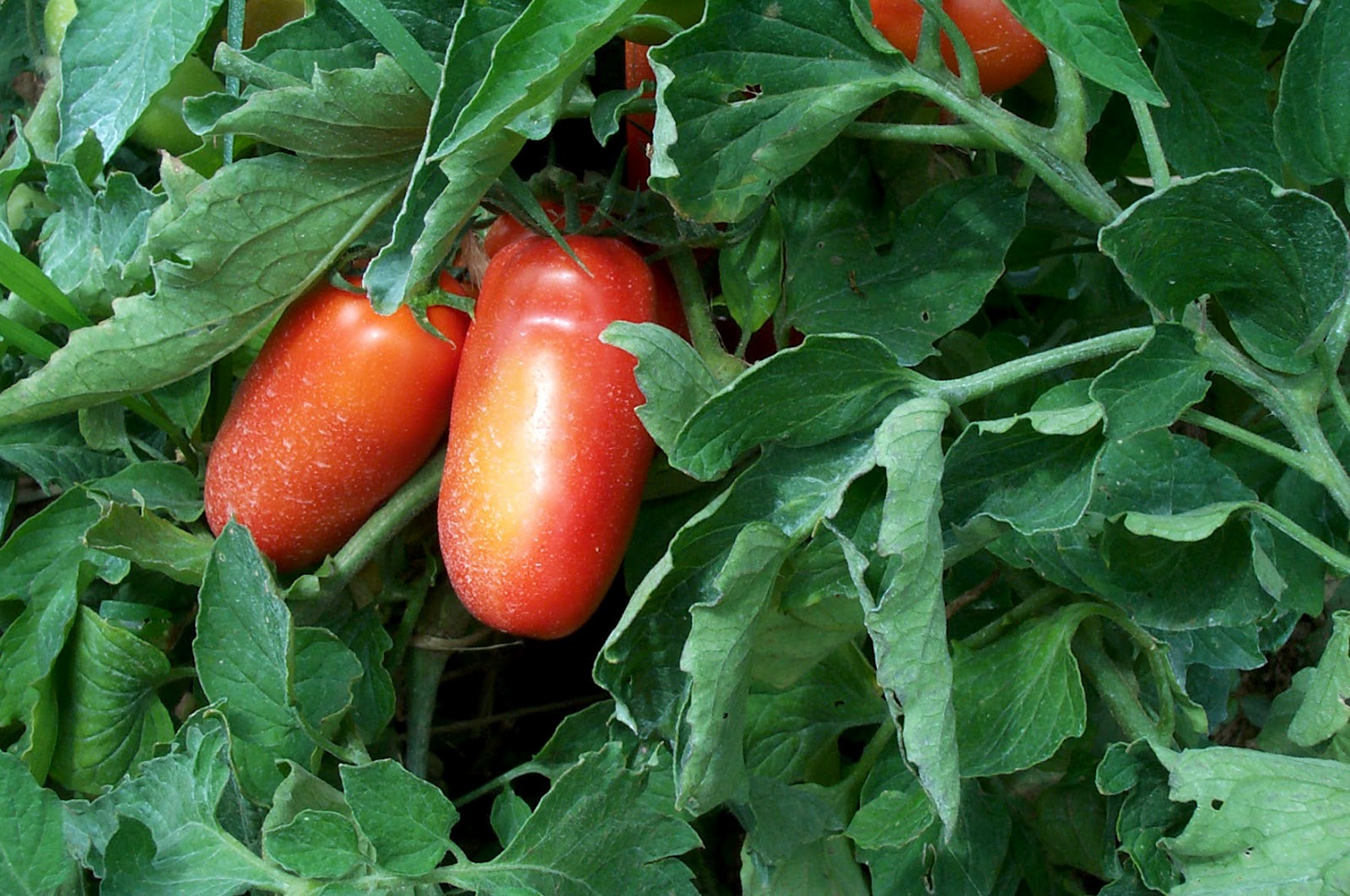 Two Sisters Gardening: Calaboose Cellars Winery Visit