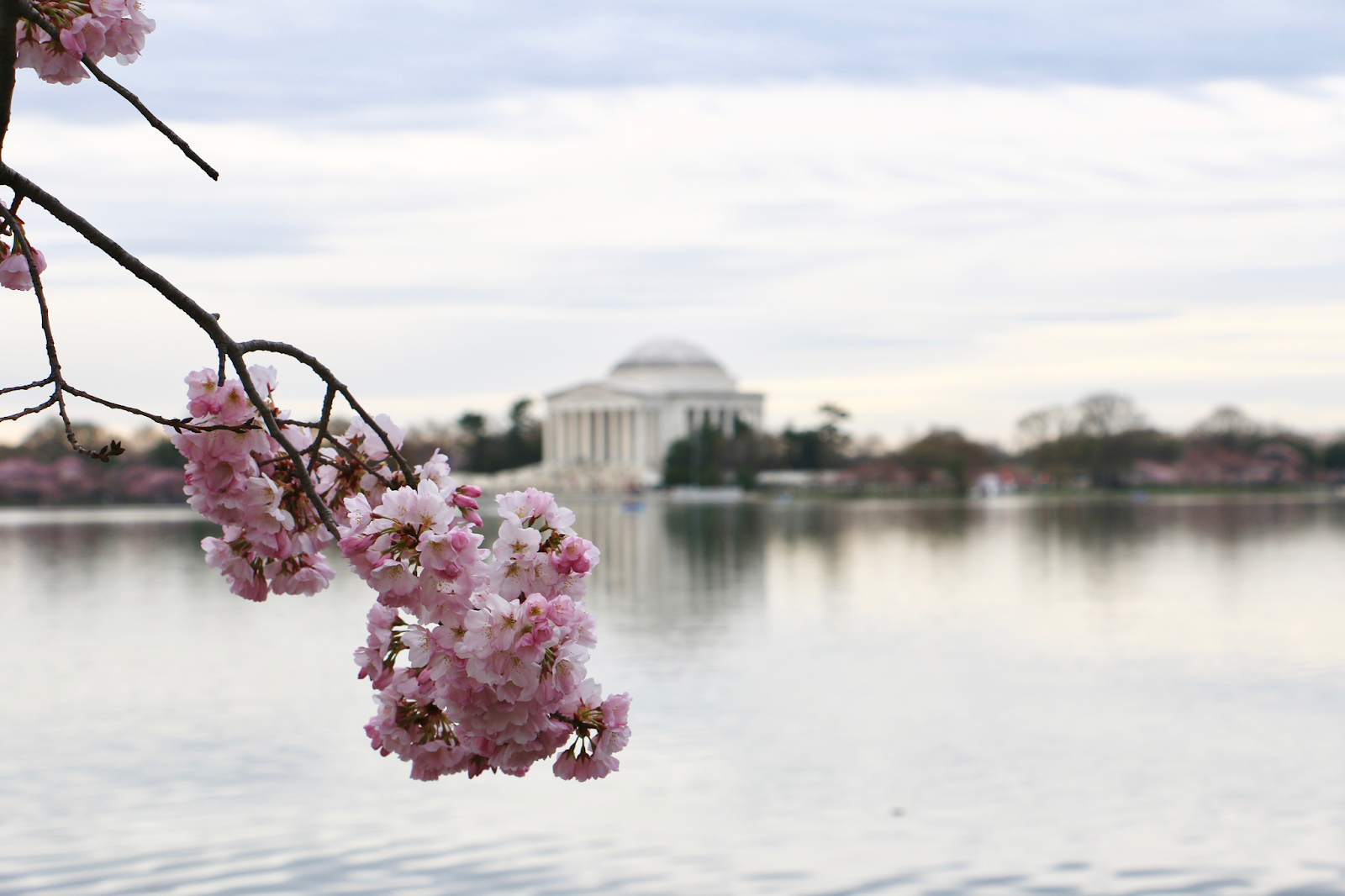 DC TRAVEL GUIDE: Cherry Blossoms - How + When to See Them! | Southern ...