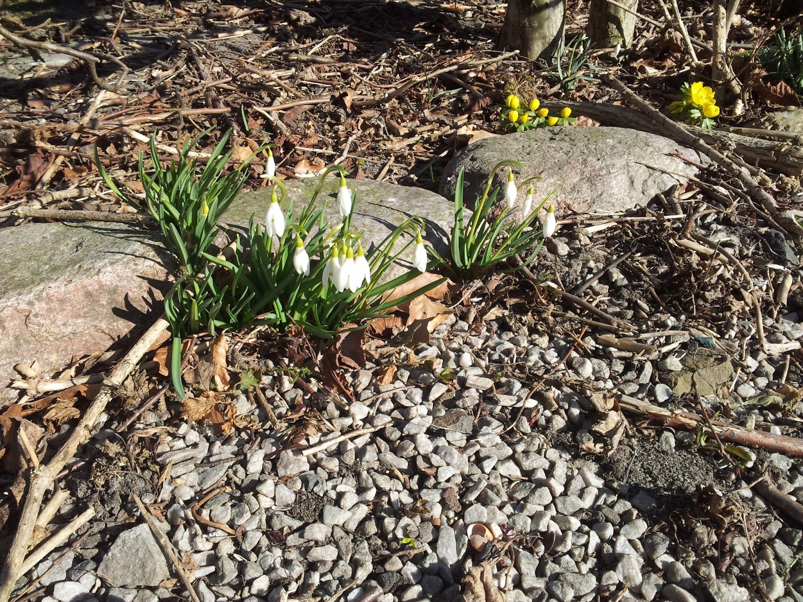 Trädgårdsform: Vårbilder